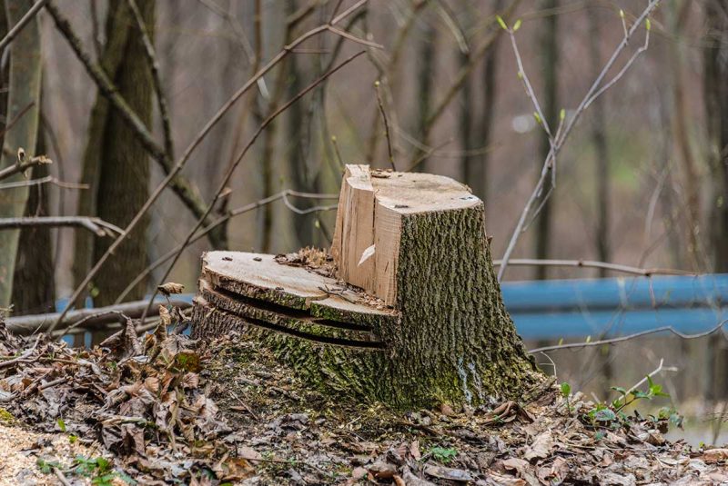Felling, Limbing, & Bucking Trees with A Chainsaw