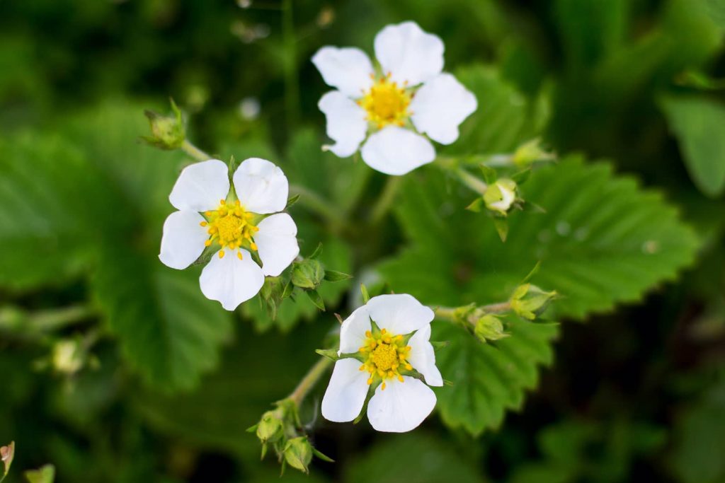 A Guide To Strawberry Flowers Workshopedia A Guide To Strawberry Flowers Workshopedia